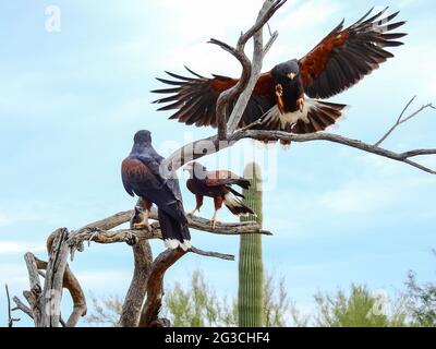 Harris Hawks in Arizona Stock Photo - Alamy