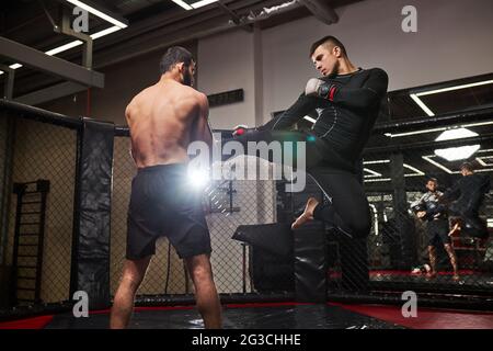 side view of muscular mma fighter kicking sportive opponent in stomach ...