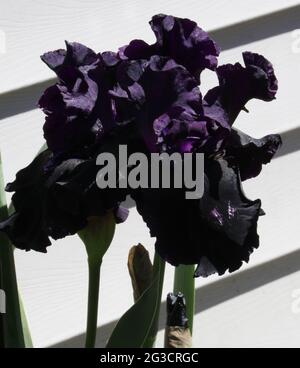 Close up of a purple, double bearded Sea Power Iris blooming in a ...