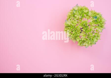 Top view of french hydrangea buds on a pink surface with space for text ...