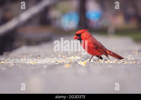A closeup shot of a red cardinal bird perched on a wooden tree branch ...