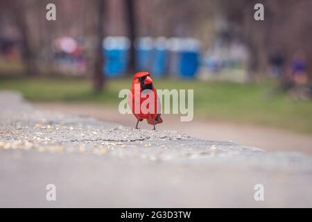 A closeup shot of a red cardinal bird perched on a wooden tree branch ...