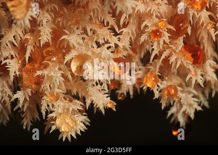 Coral tooth fungus (Hericium novae-hollandiae Stock Photo - Alamy