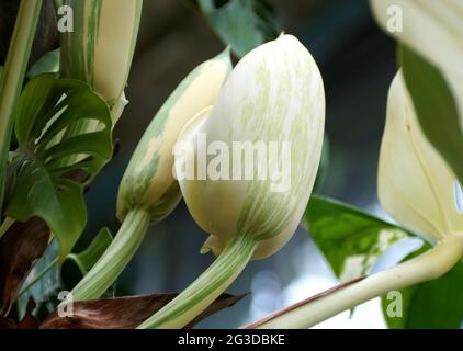 Large flower of Monstera deliciosa, tropical fruit salad plant, with ...