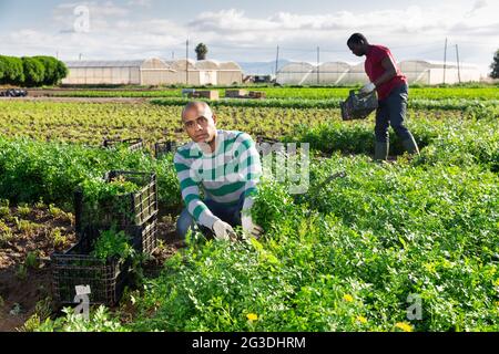 Hispanic farmer picking crop of parsley on farm field Stock Photo - Alamy