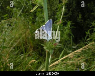 Cyaniris semiargus, the Mazarine blue, is a Palearctic butterfly in the ...