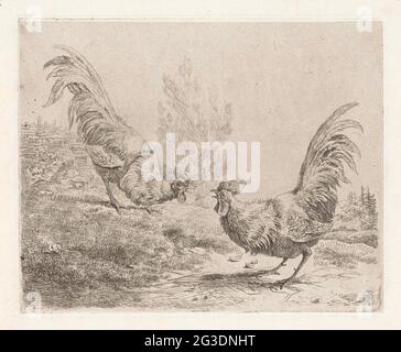 Two fighting roosters; Fighting animals Stock Photo - Alamy