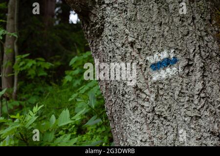 a white and blue mark on the trunk of a tree Stock Photo - Alamy