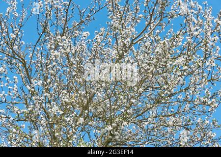 Plum tree in bloom. Many white plum flowers against a blue sky in ...