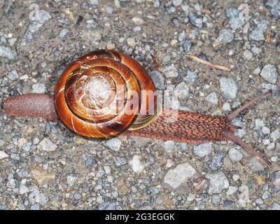 Pacific Sideband Snail, Monadenia fidelis, Clowholm Lake, Sunshine ...