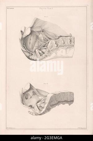 Anatomy of the pelvis, unnumbered Pelvis Tab. I. Anatomy of different ...