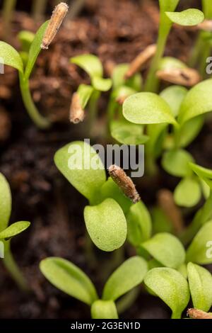 Fresh sprouts of aster seeds close-up. Growing plants of seedlings ...