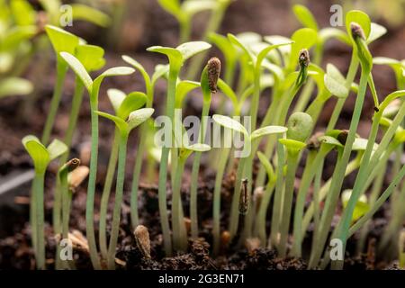 Fresh sprouts of aster seeds close-up. Growing plants of seedlings ...