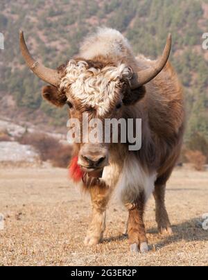 Brown yak on snow background in Annapurna Area near Ice lake, Nepal ...