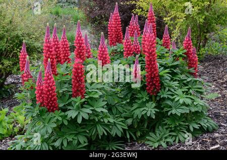 Lupin Beefeater Lupinus Beefeater spikes of densely packed bright red ...