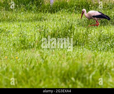 Stork in high grass. Samokov, Bulgaria Stock Photo - Alamy