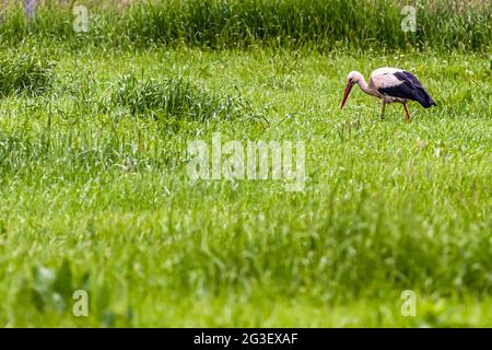 Stork in high grass. Samokov, Bulgaria Stock Photo - Alamy