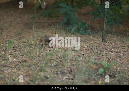 tame fluffy squirrel in the forest close-up eating nuts Stock Photo - Alamy