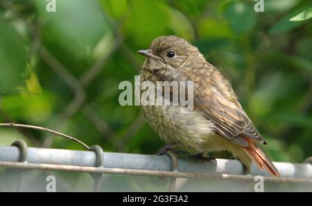 a young common redstart Stock Photo - Alamy