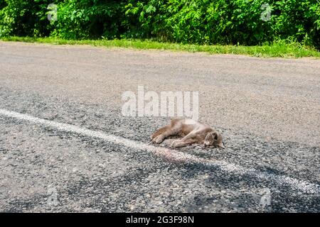 Brown dead cat killed on the road Stock Photo - Alamy