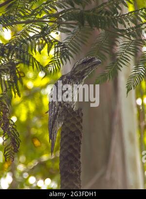 Marbled frogmouth (Podargus ocellatus) in subtropical rainforest on ...