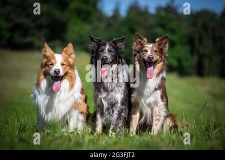 Three border collie Stock Photo - Alamy