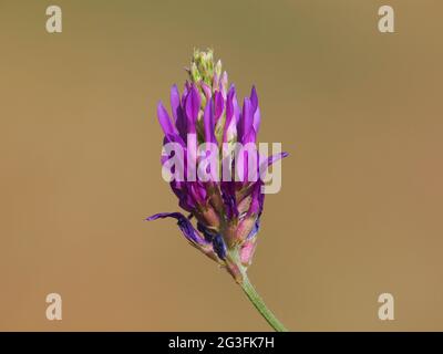 Milkvetch purple flower, Astragalus onobrychis Stock Photo - Alamy