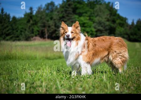 standing Border Collie Stock Photo - Alamy