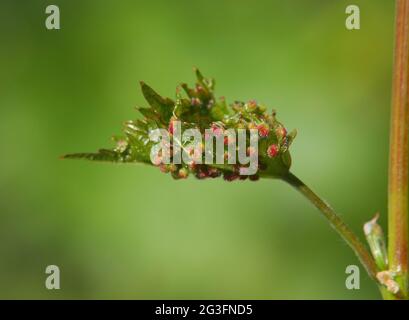 Leaf of grapevines with galls of Grape phylloxera, Daktulosphaira ...