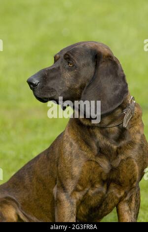 Hanoverian sweat dog Stock Photo - Alamy