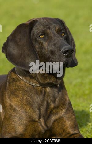 Hanoverian sweat dog Stock Photo - Alamy