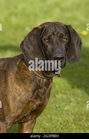 Hanoverian sweat dog Stock Photo - Alamy