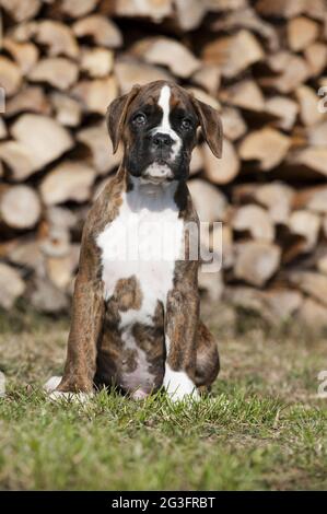 Boxer puppy in front of wood pile Stock Photo - Alamy