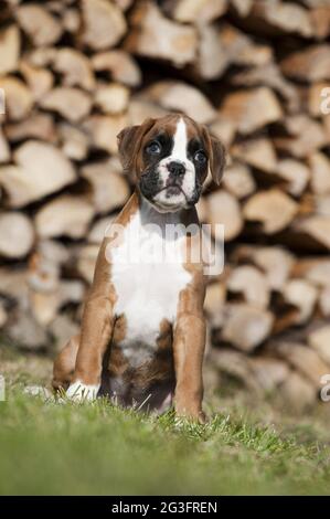 Boxer puppy in front of wood pile Stock Photo - Alamy