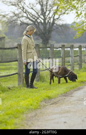 Hanoverian sweat dog Stock Photo - Alamy