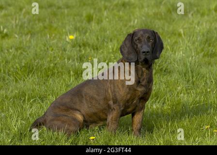 Hanoverian sweat dog Stock Photo - Alamy