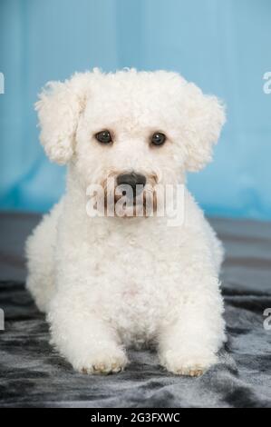 Bolonka Zwetna dog Stock Photo - Alamy