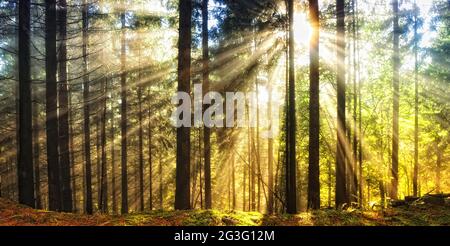 Resin in the mist , rain,sunbeam.Gold sunbeam shine thru the g Stock ...