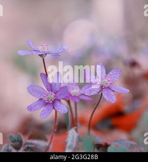 Pink flowers , Hepatica nobilis, on a blurry background Stock Photo - Alamy