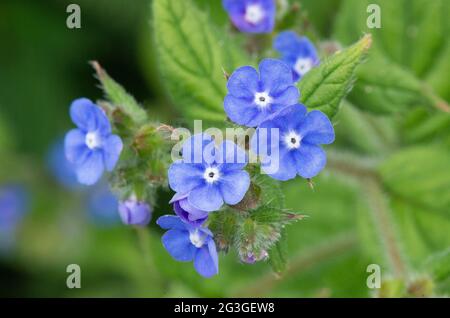 Evergreen bugloss, Arnside, Milnthorpe, Cumbria, UK Stock Photo - Alamy