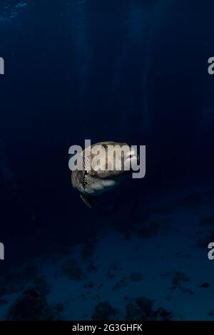 Scribbled Pufferfish, arothron mappa, in Maldives Stock Photo - Alamy