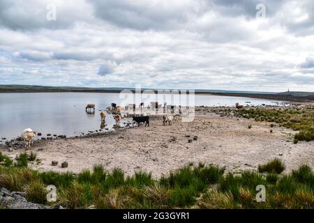 Cows at Gaddings Dam, England's highest beach, Calderdale, West ...