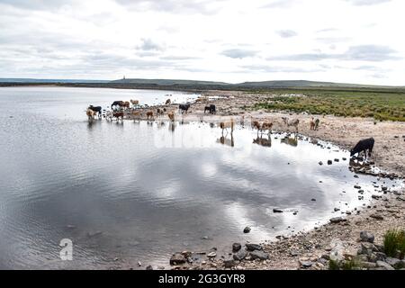 Cows at Gaddings Dam, England's highest beach, Calderdale, West ...