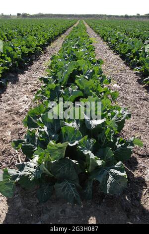 Kohlrabi or German Turnip field, a biennial vegetable grown in rows and ...