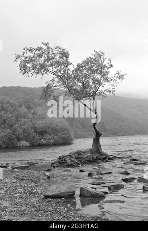 The iconic lone tree at the shore of Llyn Dinas in Snowdonia National ...