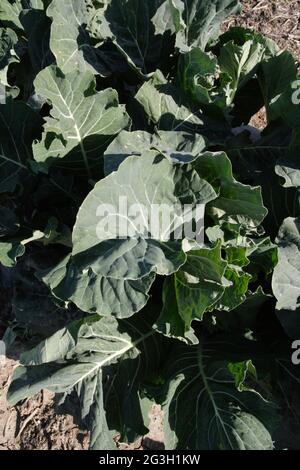 Rows of turnip plants in a cultivated farmers field Stock Photo - Alamy