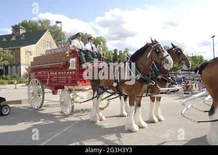 Team of Clydesdale horses pulling wagon Stock Photo - Alamy