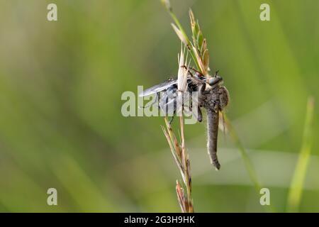 Predatory Robber fly Asilidae Machimus having caught a prey Stock Photo ...