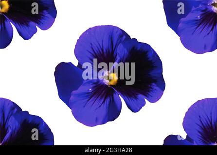 Decorative purple pansies pattern on white background Stock Photo - Alamy