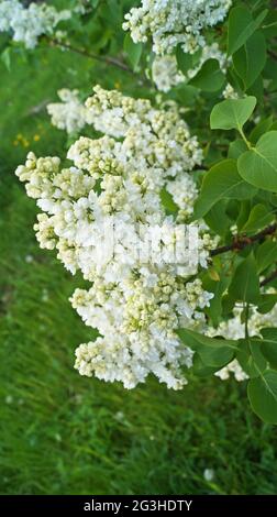 Branch of blossoming lilac on a sunny day Stock Photo - Alamy
